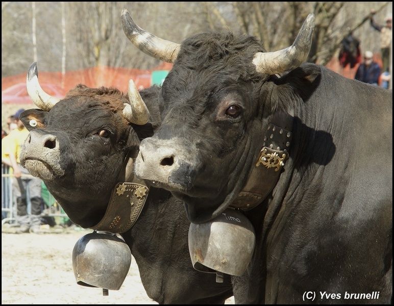 MATCH D'APROZ LE 5 AVRIL 2009 - Le blog de valreines