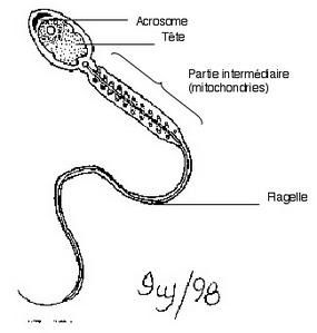Cellule reproductrice male et femmelle - Le blog de Aymeric Nouali