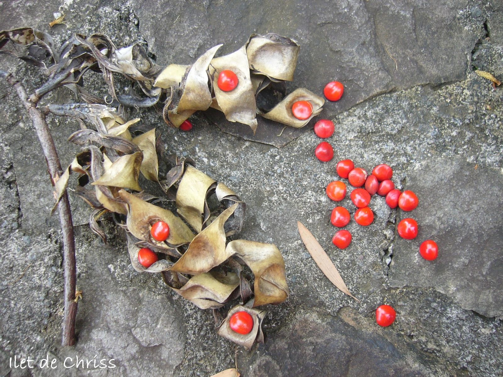 Graines rouges - Ilet de Chriss