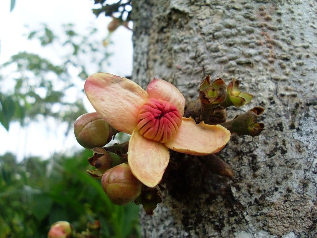 Découverte de l'Amazonie équatorienne - Partie 2 - - Le blog de PierVirg
