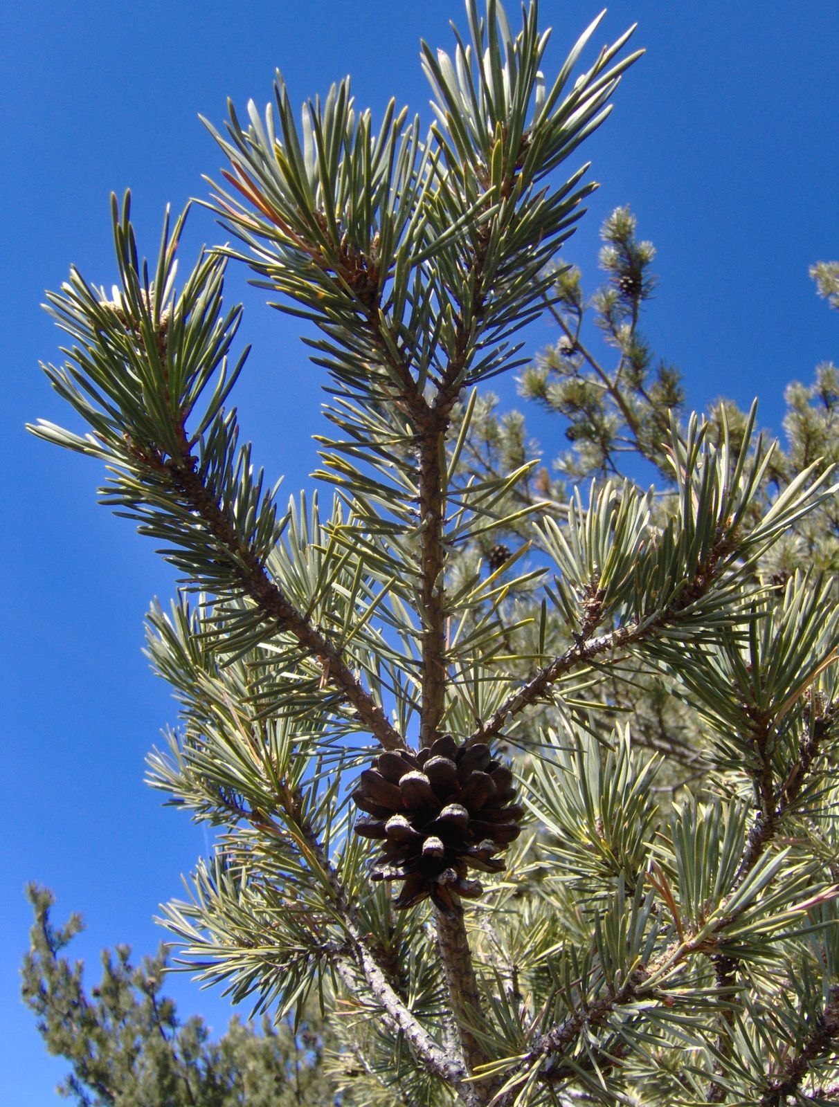 Pin sylvestre (Pinus sylvestris L.) - FloréMonts