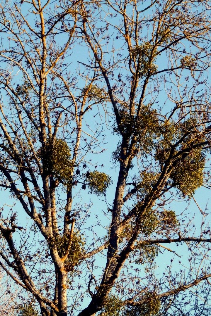 Au gui l'an neuf! - Le blog de Gabray 31