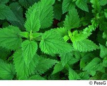 l'ortie....ça ne fait pas que piquer.... - Le blog de Blanche Neige