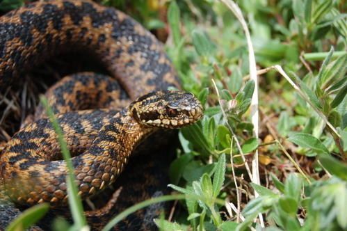 VIPERA BERUS - Serpenti del Ticino