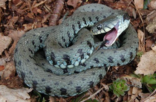 La biscia dal collare (Natrix helvetica) - Serpenti del Ticino