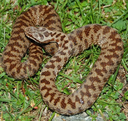 VIPERA BERUS - Serpenti del Ticino