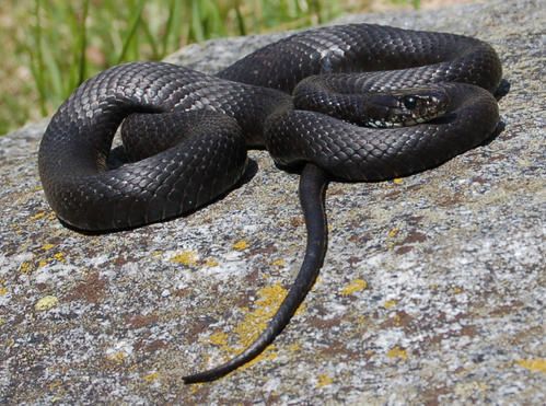 Serpenti Corridori Neri