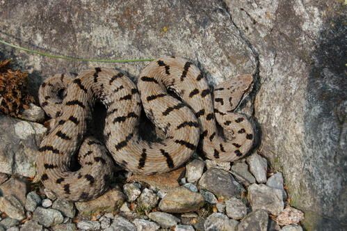 La vipera comune (Vipera aspis francisciredi e Vipera aspis atra ...