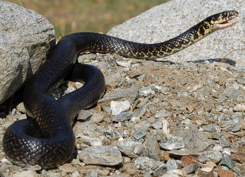 Serpenti Corridori Neri