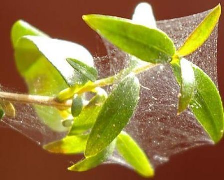 TETRANIQUE TISSERAND - Le blog de l' ARPH