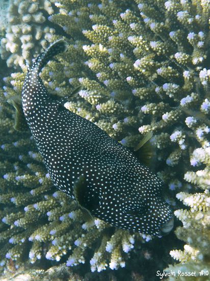 Poisson-globe / poisson-ballon - Plongée et biologie sous-marine, entre ...