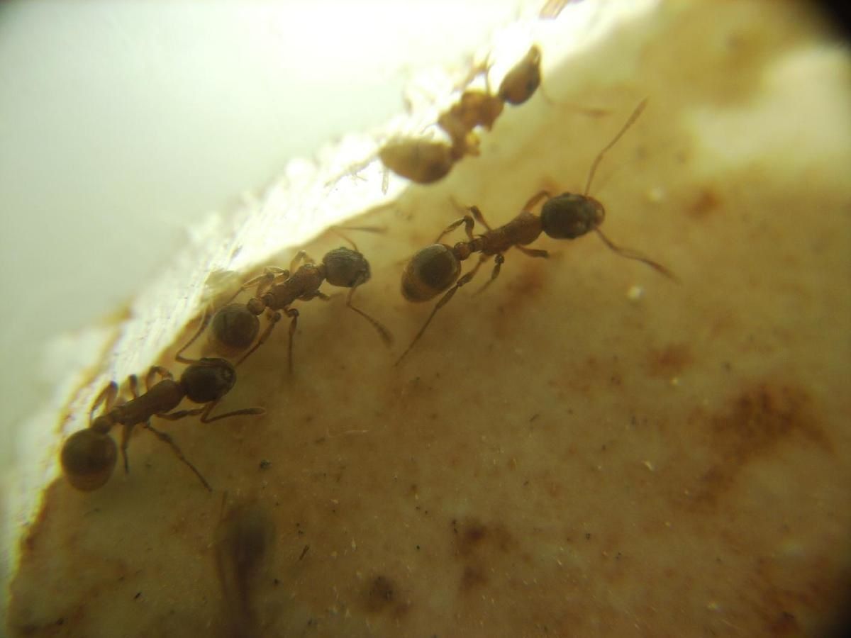 Mes Myrmica rubra - Le blog d'olivier Fourmis...dable!