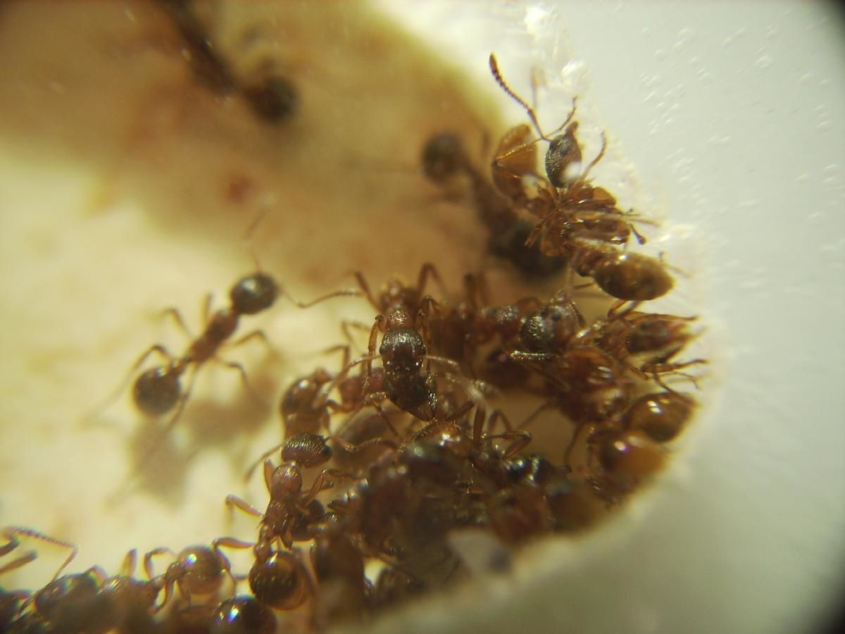 Mes Myrmica rubra - Le blog d'olivier Fourmis...dable!