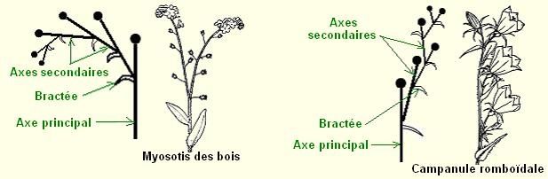 Les fleurs et inflorescences - Herbier de Lorraine