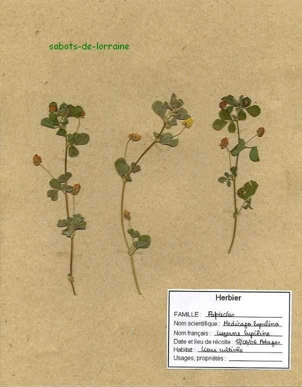 Luzerne lupuline - Herbier de Lorraine