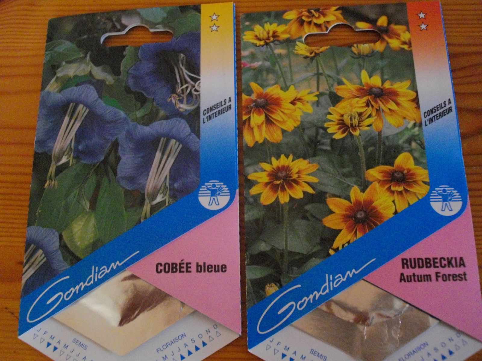 Semis de chou, batavia et betterave rouge. - Le blog de La Cine