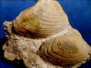 Le blog de BelgiumFossil