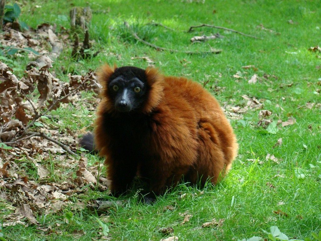 WE en Ardèche, 1er jour : le Safari de Peaugres - Mes plus belles ...