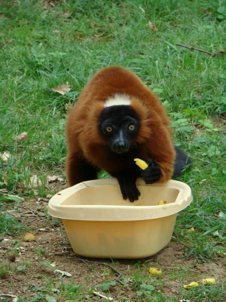 WE en Ardèche, 1er jour : le Safari de Peaugres - Mes plus belles ...