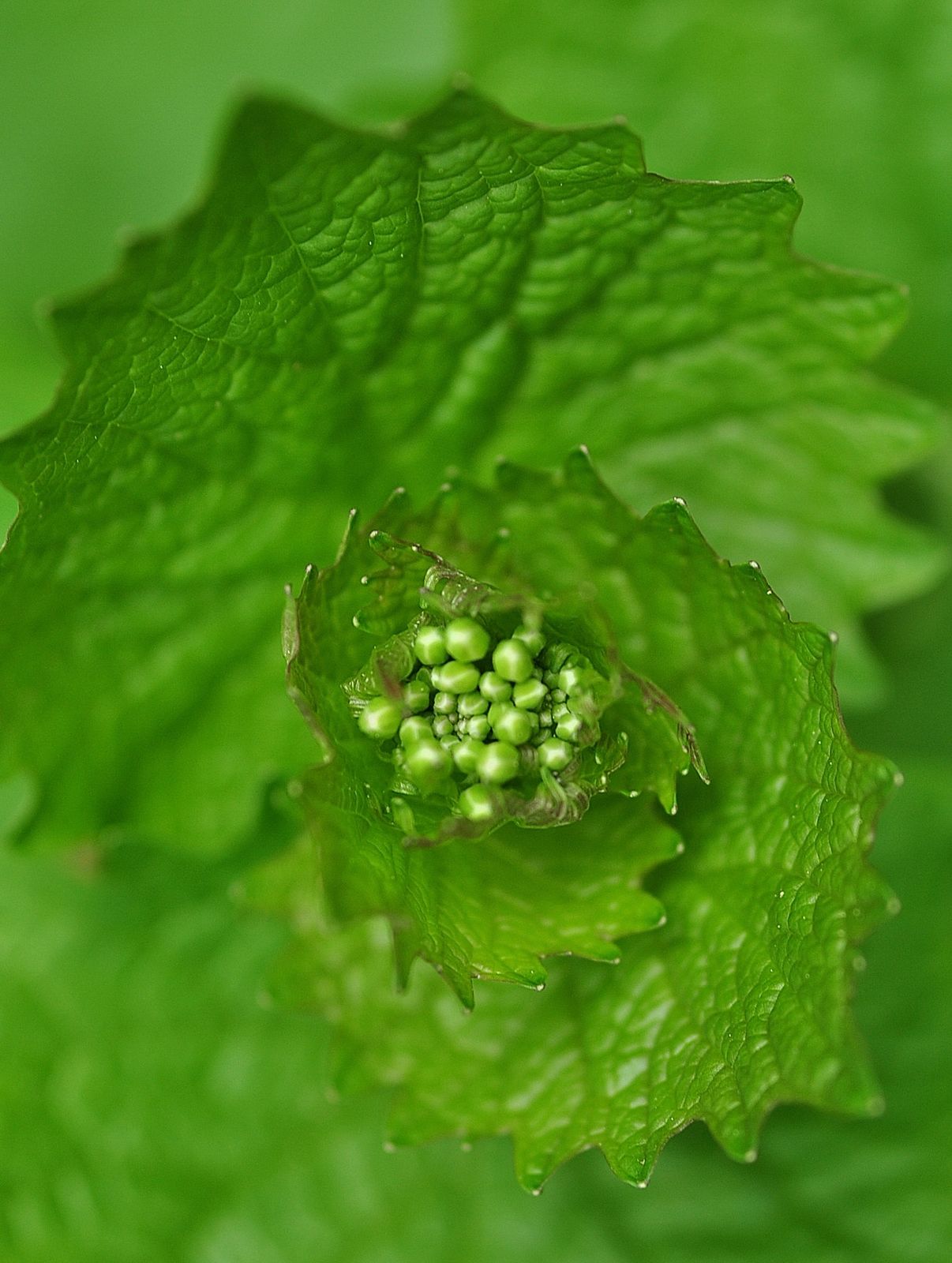 Spirales végétales. - BLOG D UN QUADRA CHERCHANT SA VERITE ET CELLE DU ...