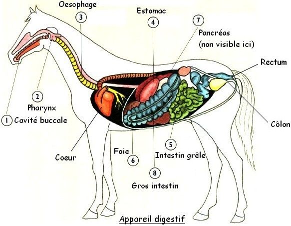 L'appareil digestif et l'appareil circulatoire - Le blog de poupoutland