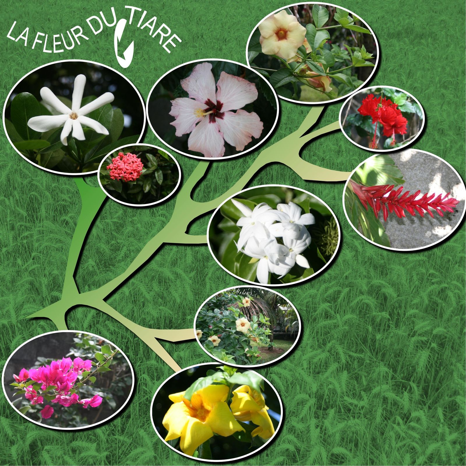 DEBUT OCTOBRE ET LA FLEUR DE TAHITI - Les 4D : De Paris à Tahiti