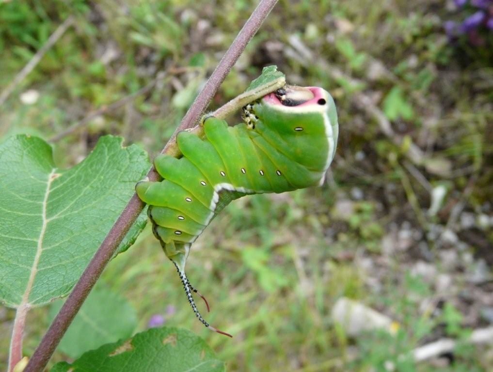La Grande Queue fourchue, Cerura vinula (Linnaeus 1758) - LE BLOG DU ...