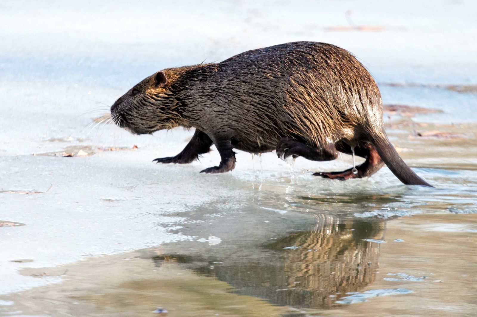 Ragondin (3) - Banyan