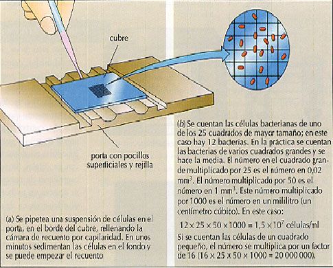 Camara de Neubauer - El blog de Uriel
