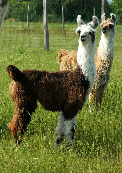 Gadoo, notre premier mâle suri né à la ferme. - Le blog de Ferme du Krefft