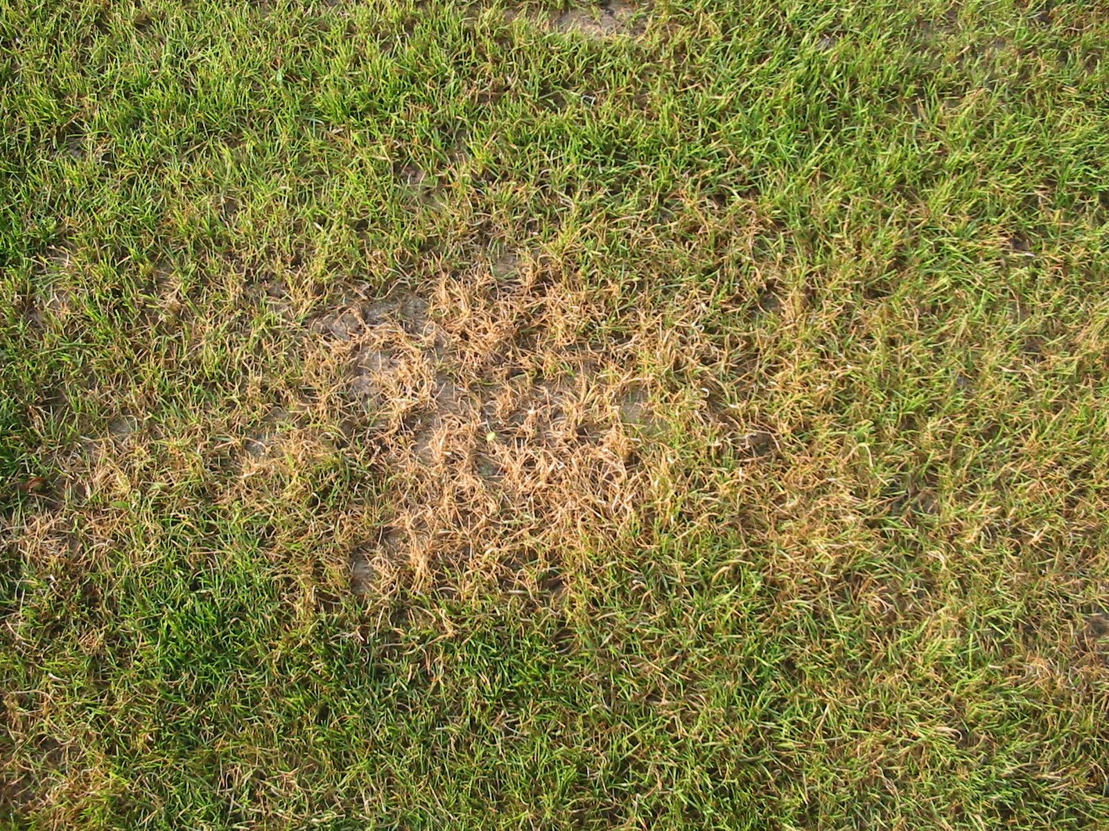 LA MALADIE DU FIL ROUGE - Le blog de Eric