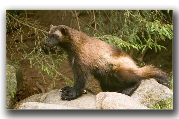 Le glouton - Blog animalier