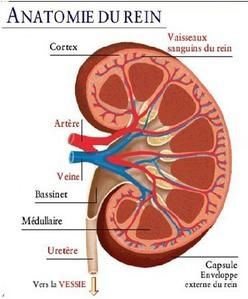 II- Rôle et emplacement du rein - Le blog de Jérémy CATOIRE