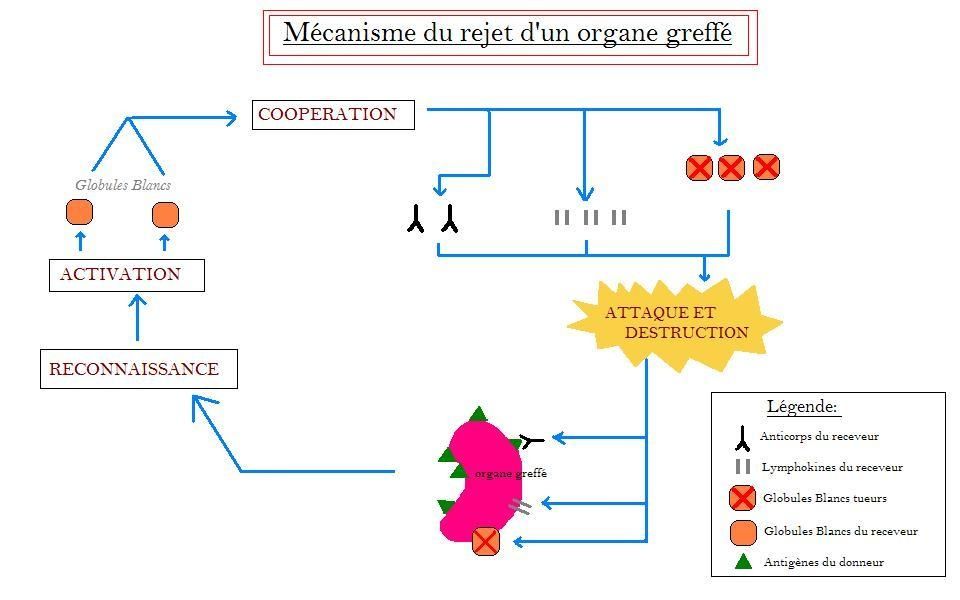 Rejet greffe; greffe, rejet