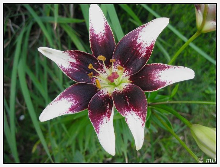 Fleurs de lys - Sous le soleil impunément