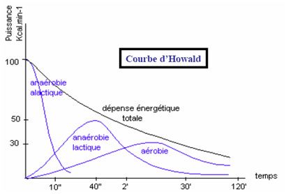 Comment fonctionne de l’organisme??? - Le blog du team occitanie sport ...