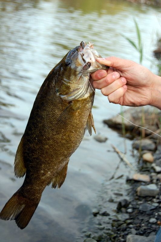 Sosy : une création Delalande - COMME UN POISSON DANS L'EAU