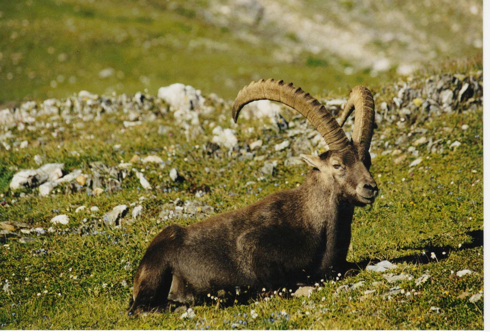 Faune - Faune, Flore, Paysages et Villages de Tarentaise-Vanoise