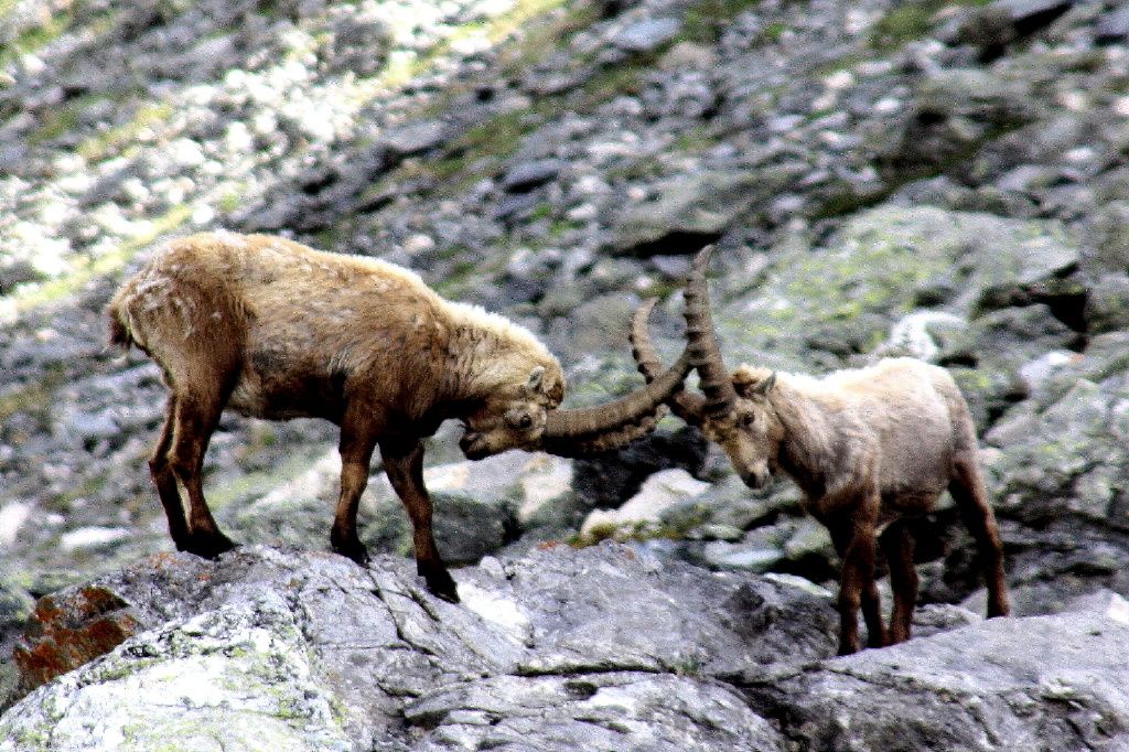 Faune - Faune, Flore, Paysages et Villages de Tarentaise-Vanoise