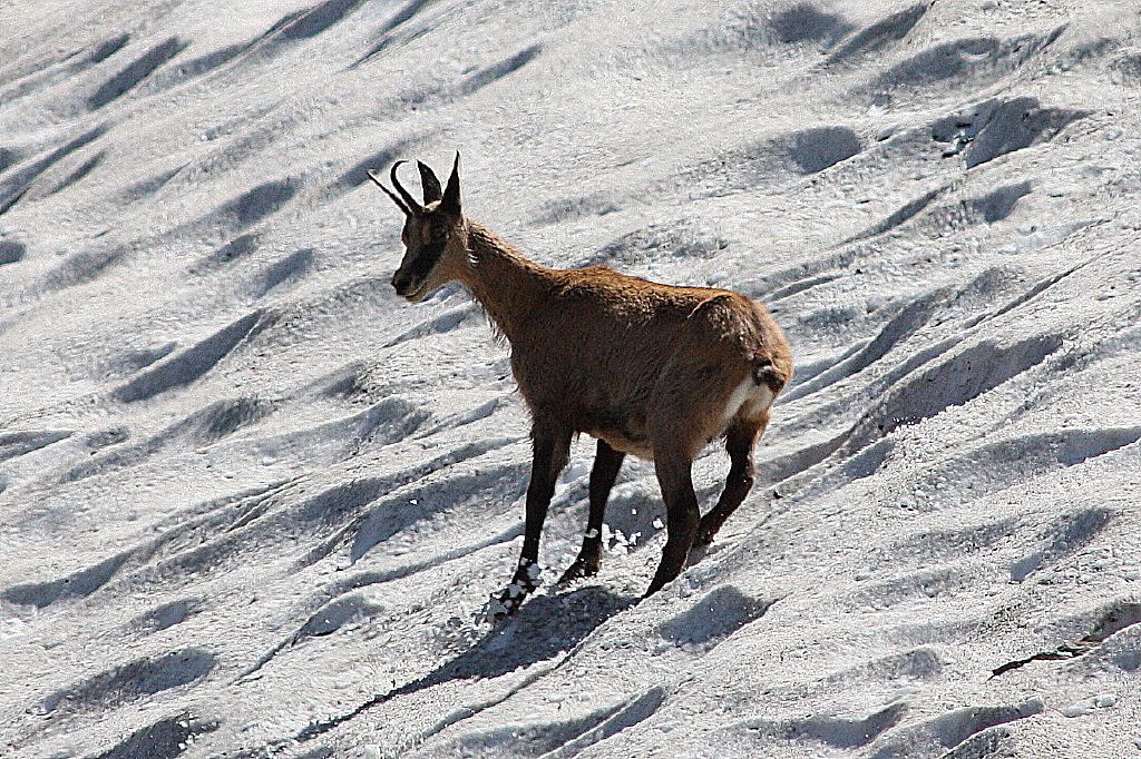 Faune - Faune, Flore, Paysages et Villages de Tarentaise-Vanoise