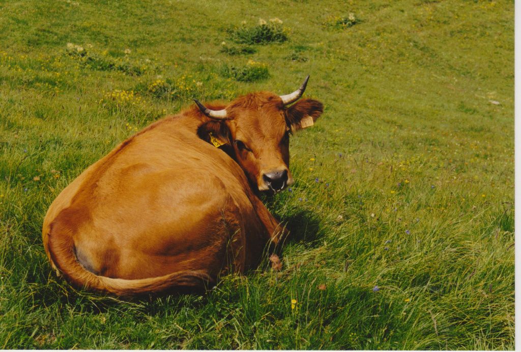 Vaches tarines - Faune, Flore, Paysages et Villages de Tarentaise-Vanoise
