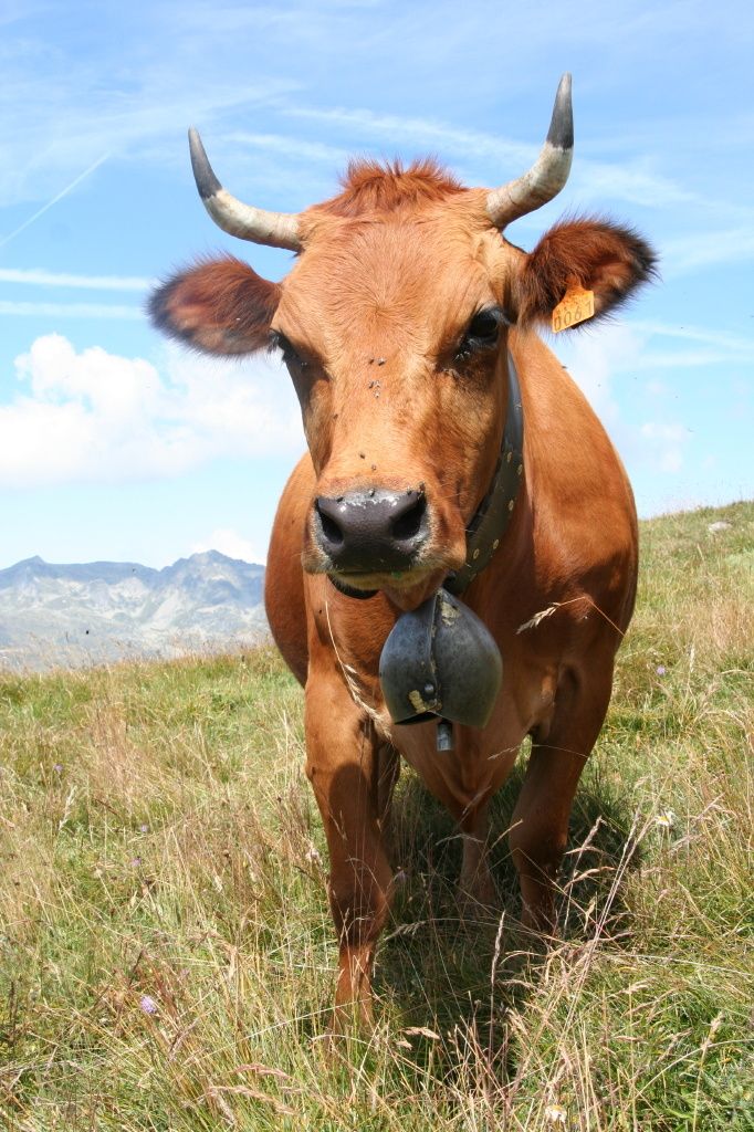 Vaches tarines - Faune, Flore, Paysages et Villages de Tarentaise-Vanoise