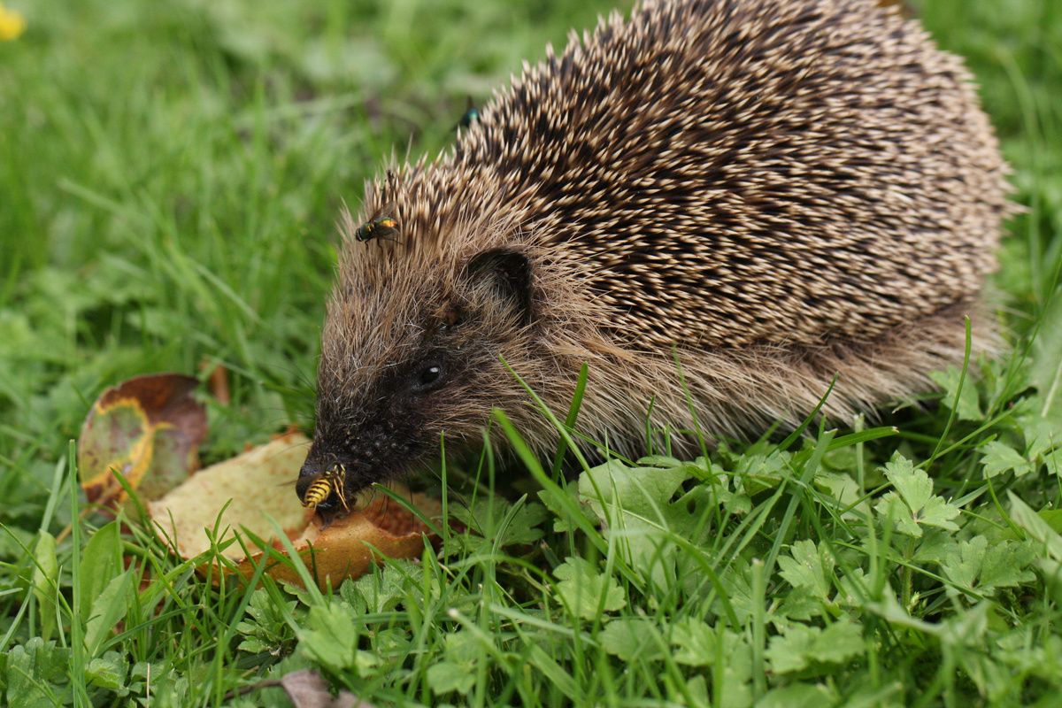 Le hérisson et la poire - La nature by Kinekelly