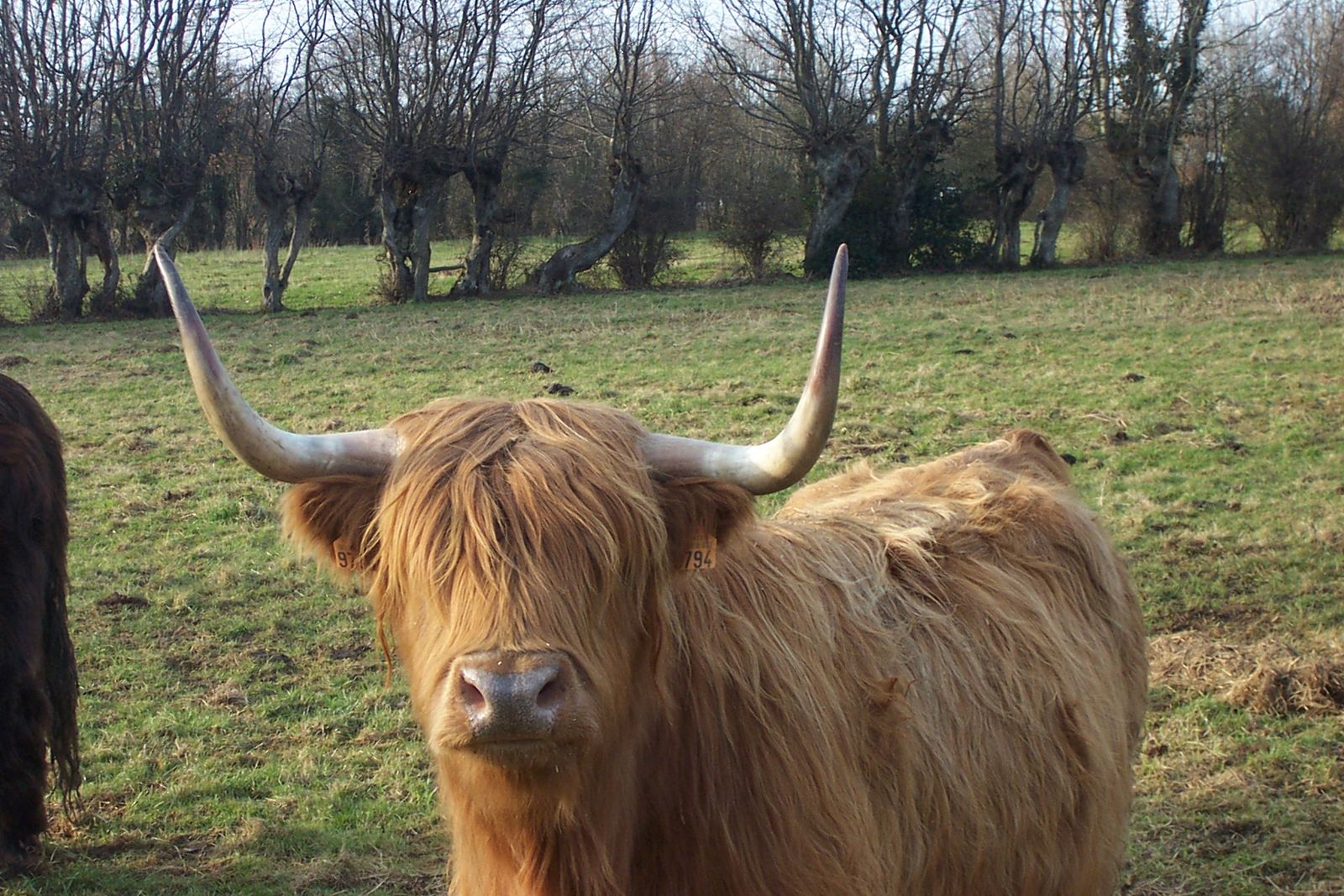 Ballade écossaise ou la saga d’une vache Highland. - Eleveur producteur ...