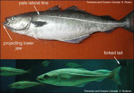 Goberge à la crème de céleri - Le blog de Nicole Savard