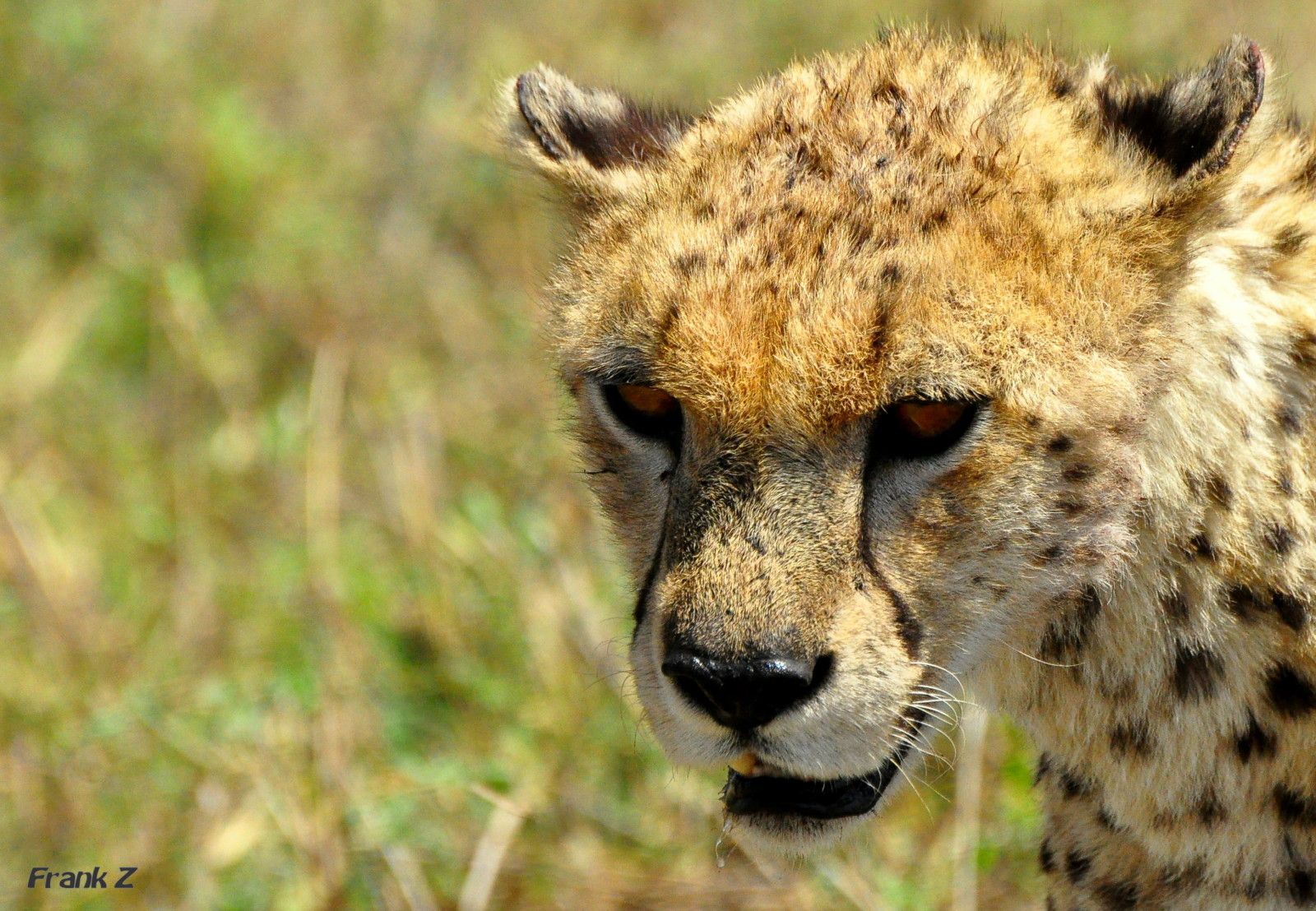 Tanzanie - Photos by Frank Z