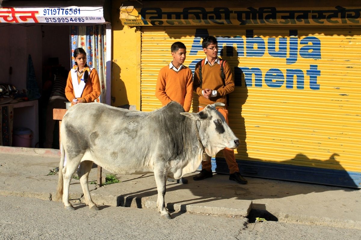 Kinnaur - Le blog de Silvio