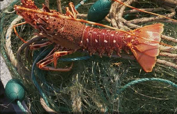 Languste - Rezepte Suchen