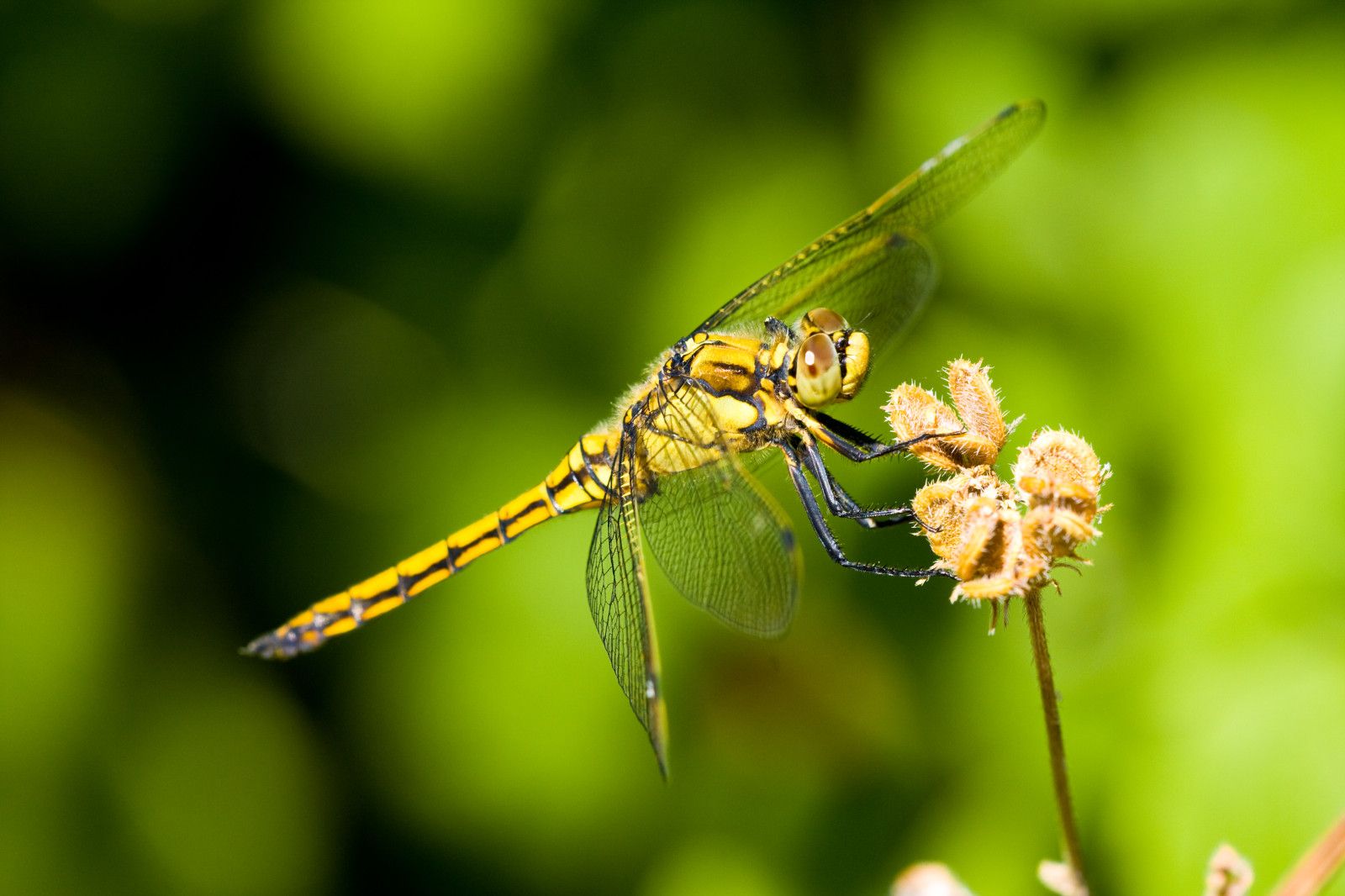 Libellules jaune et bleue - Fabrice Camp Photographie