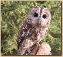 Chat-huant - Jeanmi's Blog